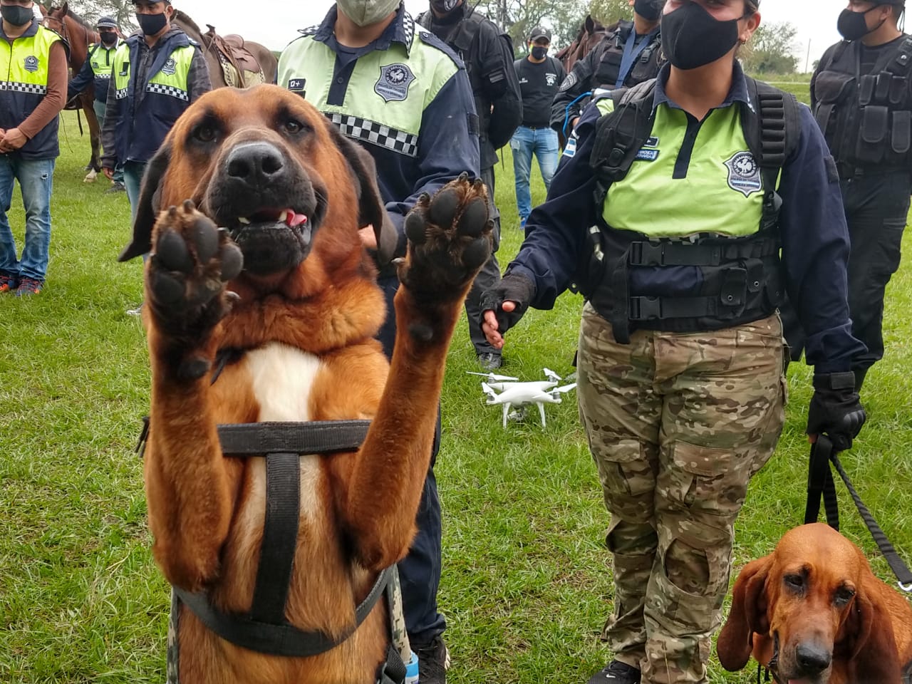 La historia de "Wanda" y de su "hijo" "Taca", perros expertos en ...